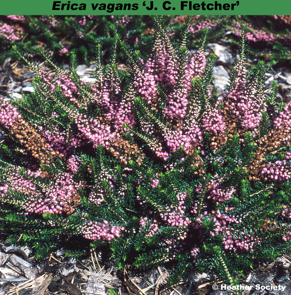 Erica vagans : Cornish heath – Heather World