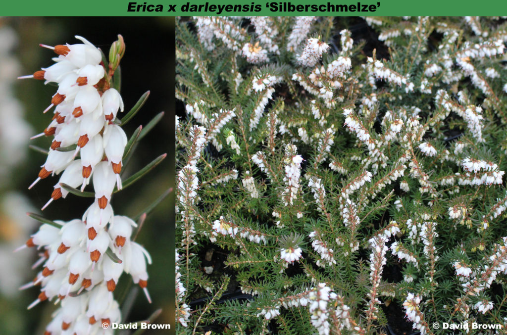 Erica x darleyensis : corolla white (f. albiflora) – Heather World