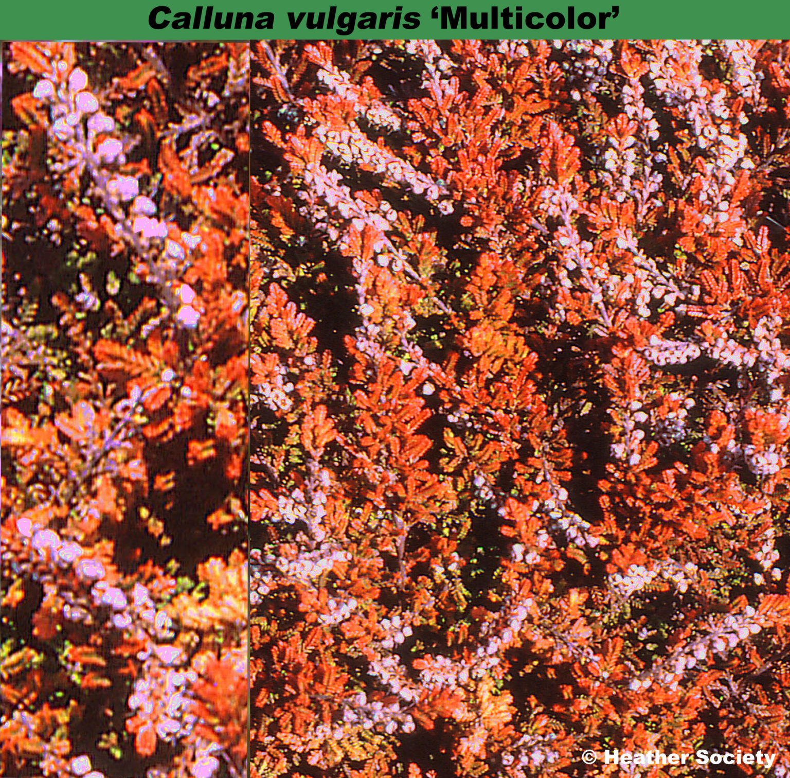 ‘Multicolor’ – Heather World