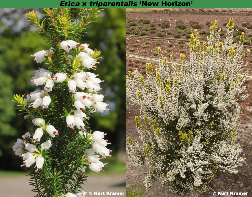 Erica x triparentalis Cultivars – Heather World