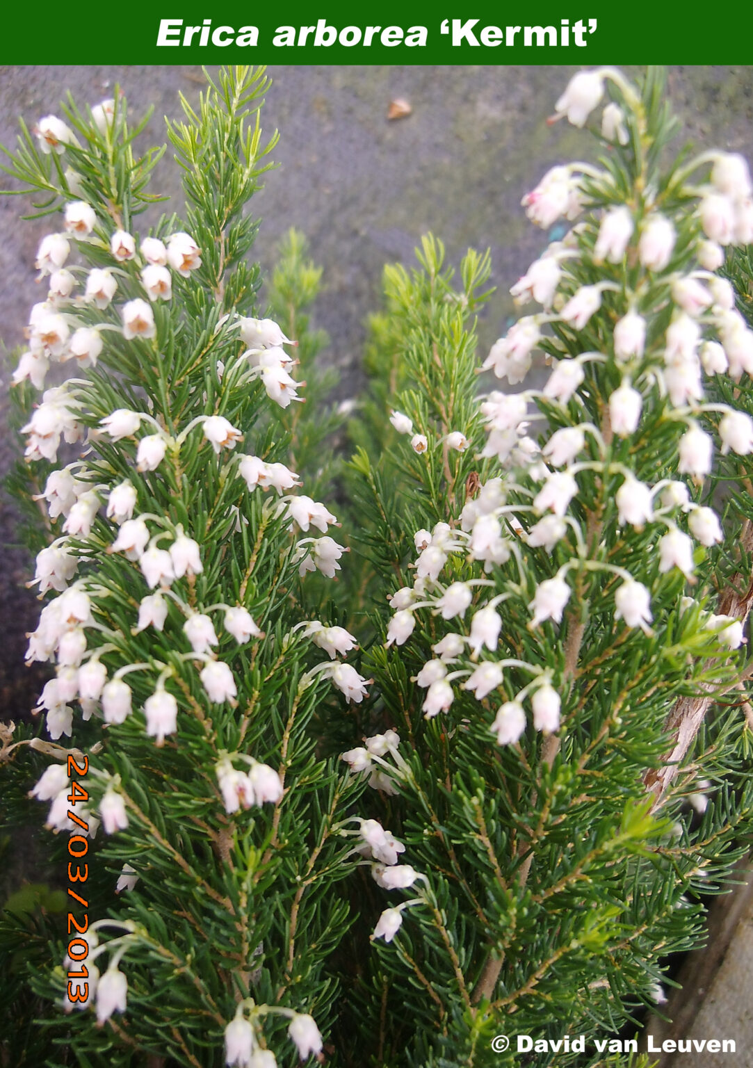 Erica arborea f. arborea: foliage green – Heather World